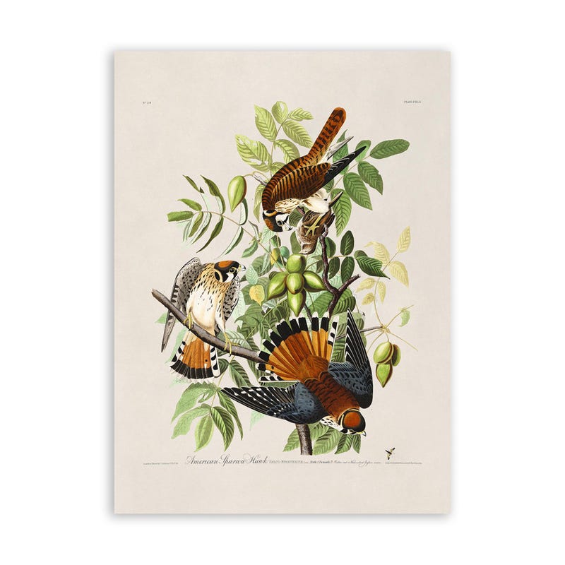 Kestrel Hawk Prints - Etsy