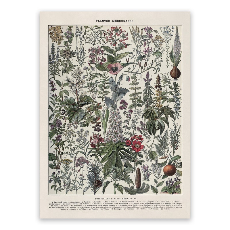 Scientific Illustrations - Etsy