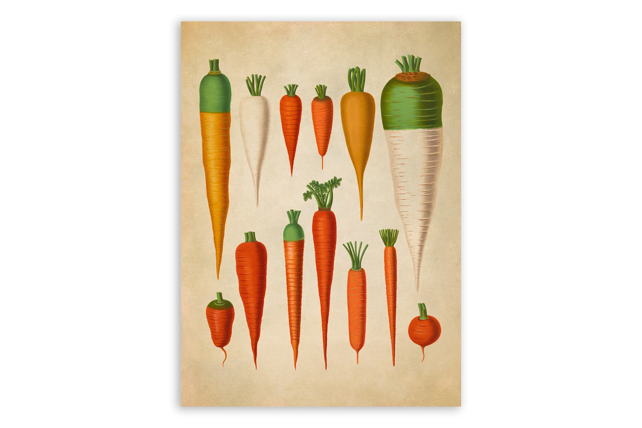 Vintage Carrot Illustration