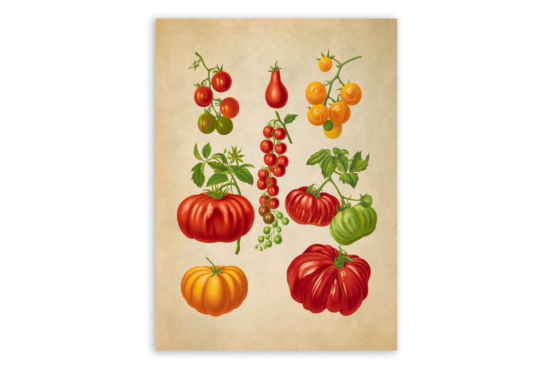 Tomato Variety Print Vegetable Themed Kitchen Art Old - Etsy