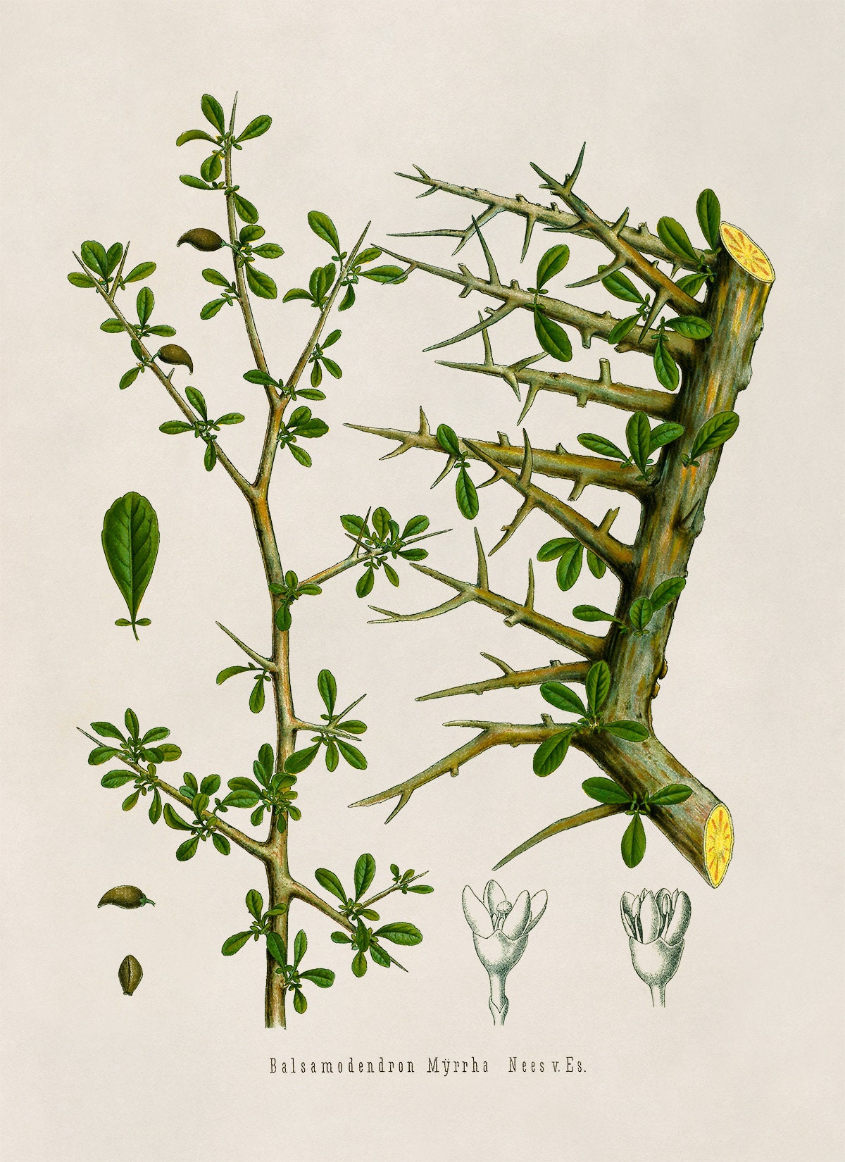 Myrrh Tree Plant Print, Medicinal Plants Botanical Illustration ...