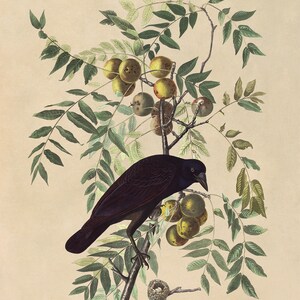 American Crow Bird Print, Vintage Style Audubon Poster, Birds of ...