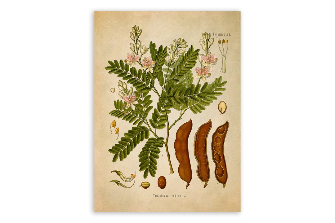 Tamarind Tree Plant Print Medicinal Plants Botanical - Etsy