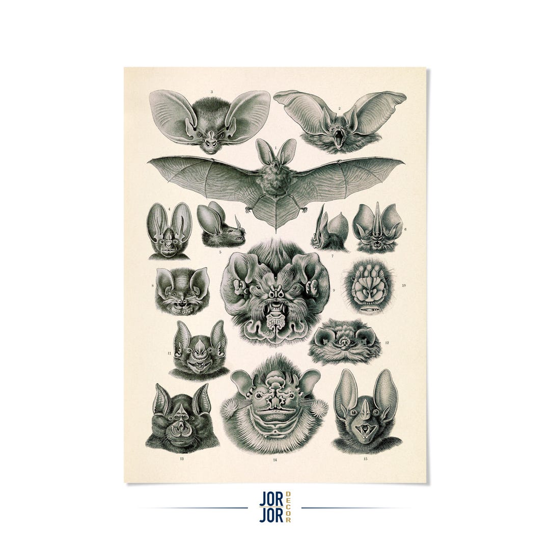 Bat Species Chart Print: Ernst Haeckel Chiroptera Illustration Art ...
