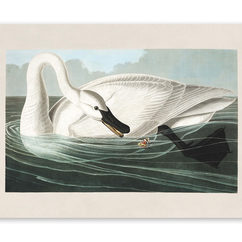 Swan Print - Etsy