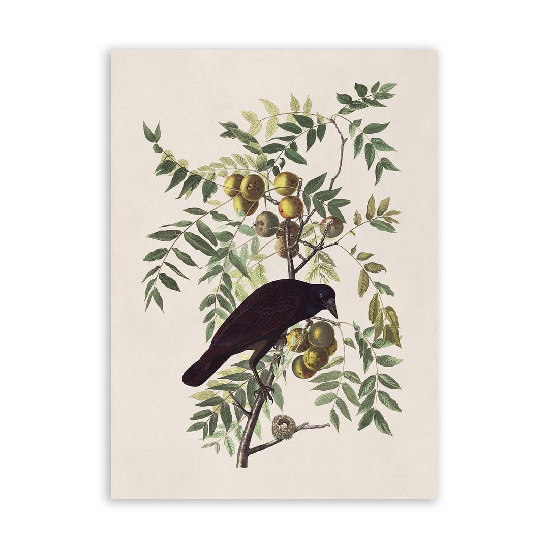 Audubon American Crow Print: Vintage Bird Illustration, AOB156 - Etsy