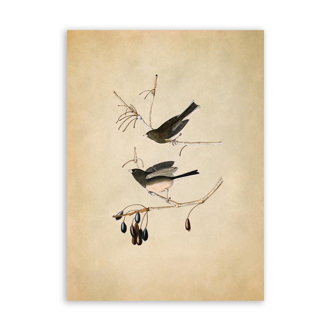 Junko Snowbird Print, Vintage Style Audubon Poster, Birds of America ...