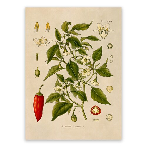 Black Pepper Plant Botanical Illustration Print MOBO 115 - Etsy