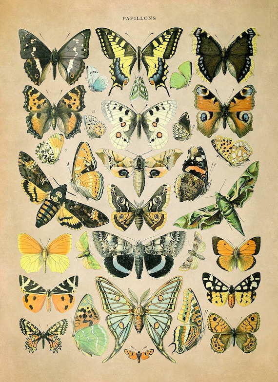 Vintage Butterflies