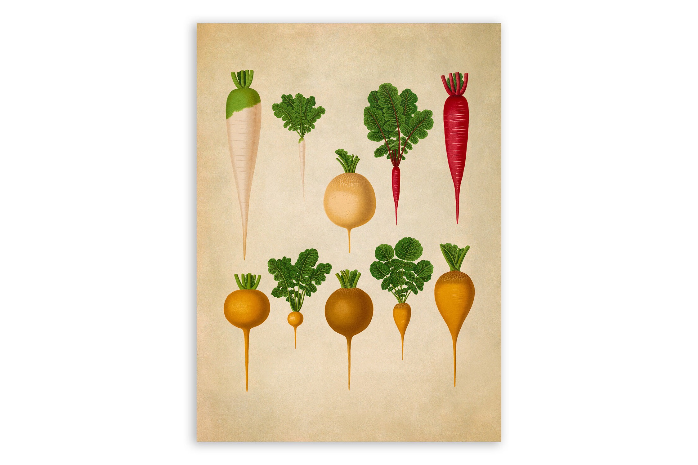 Radish Botanical Illustration