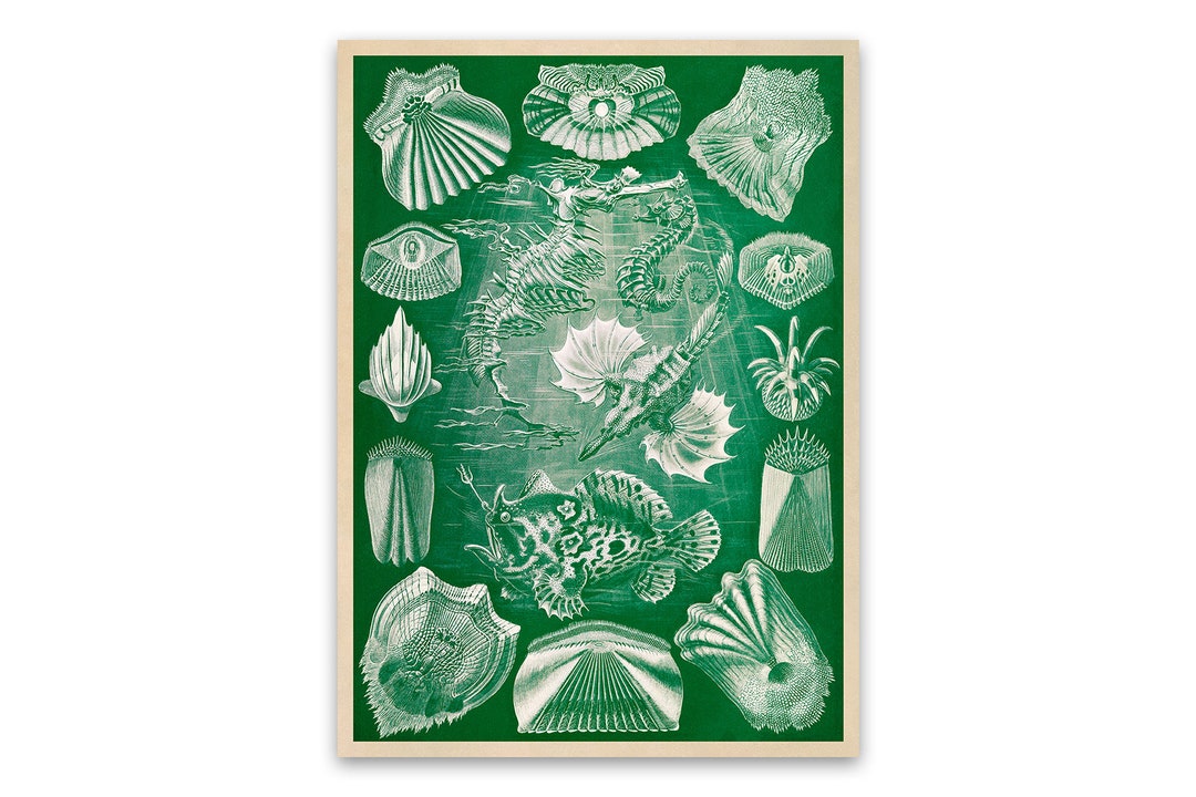 Fish Species Oceanography Print, Vintage Style Ernst Haeckel Marine ...