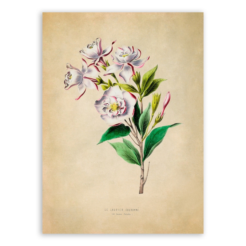 Gardenia Print - Etsy