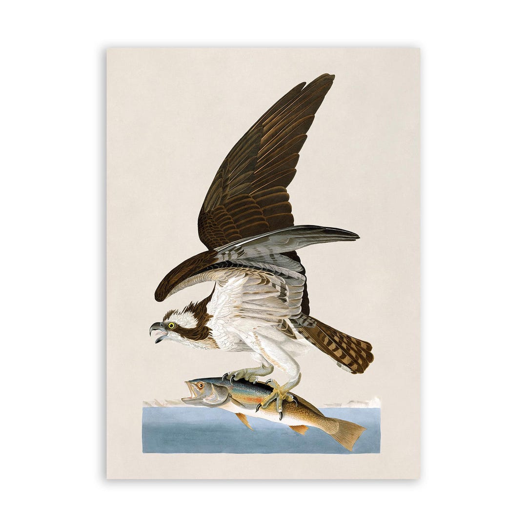 Osprey Bird Print, Vintage Style Audubon Poster, Birds of America ...