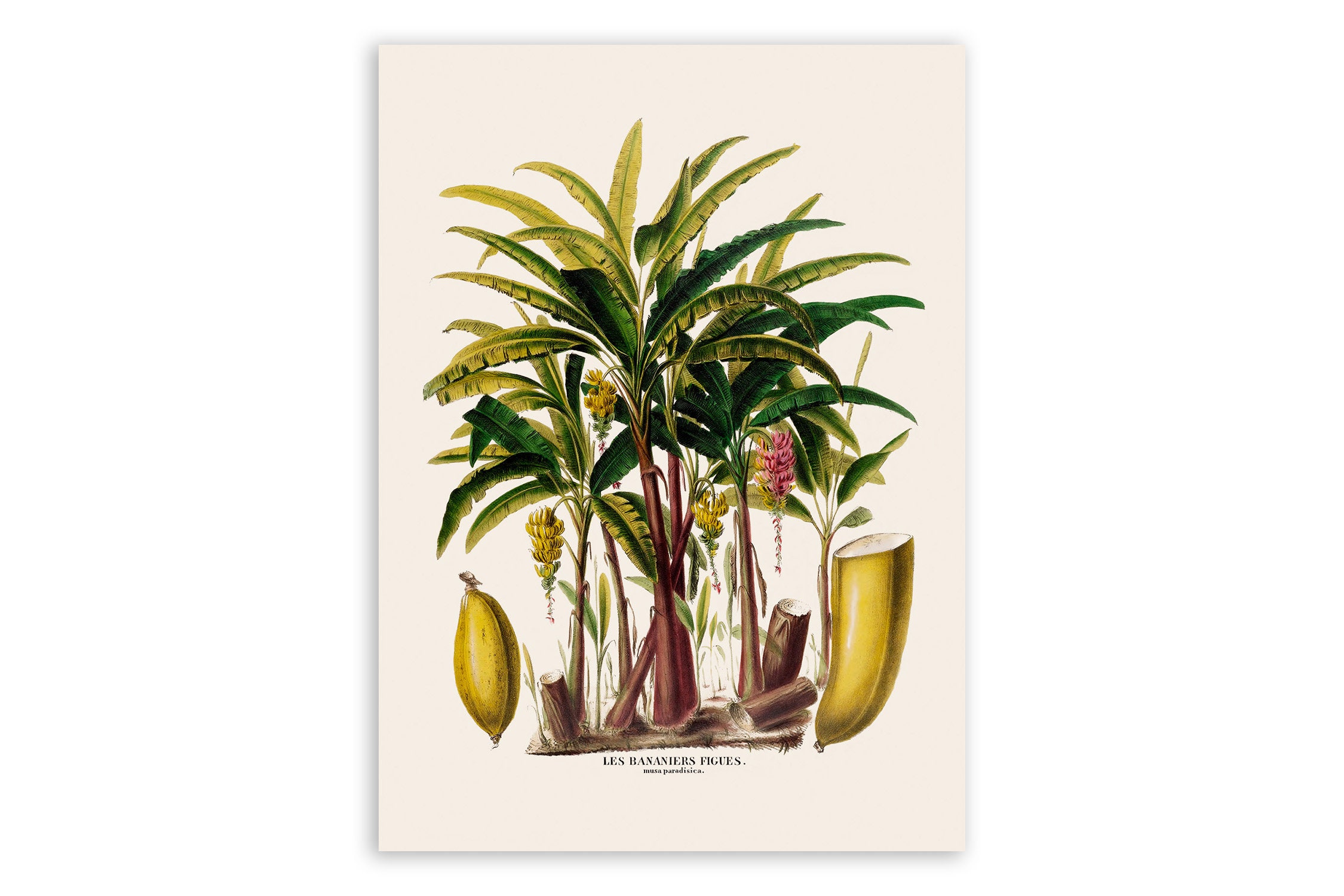 Botanical Paintings Banana Tree