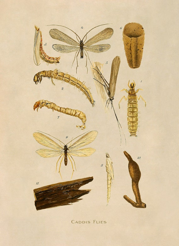 Caddis Fly Larvae Clip Art