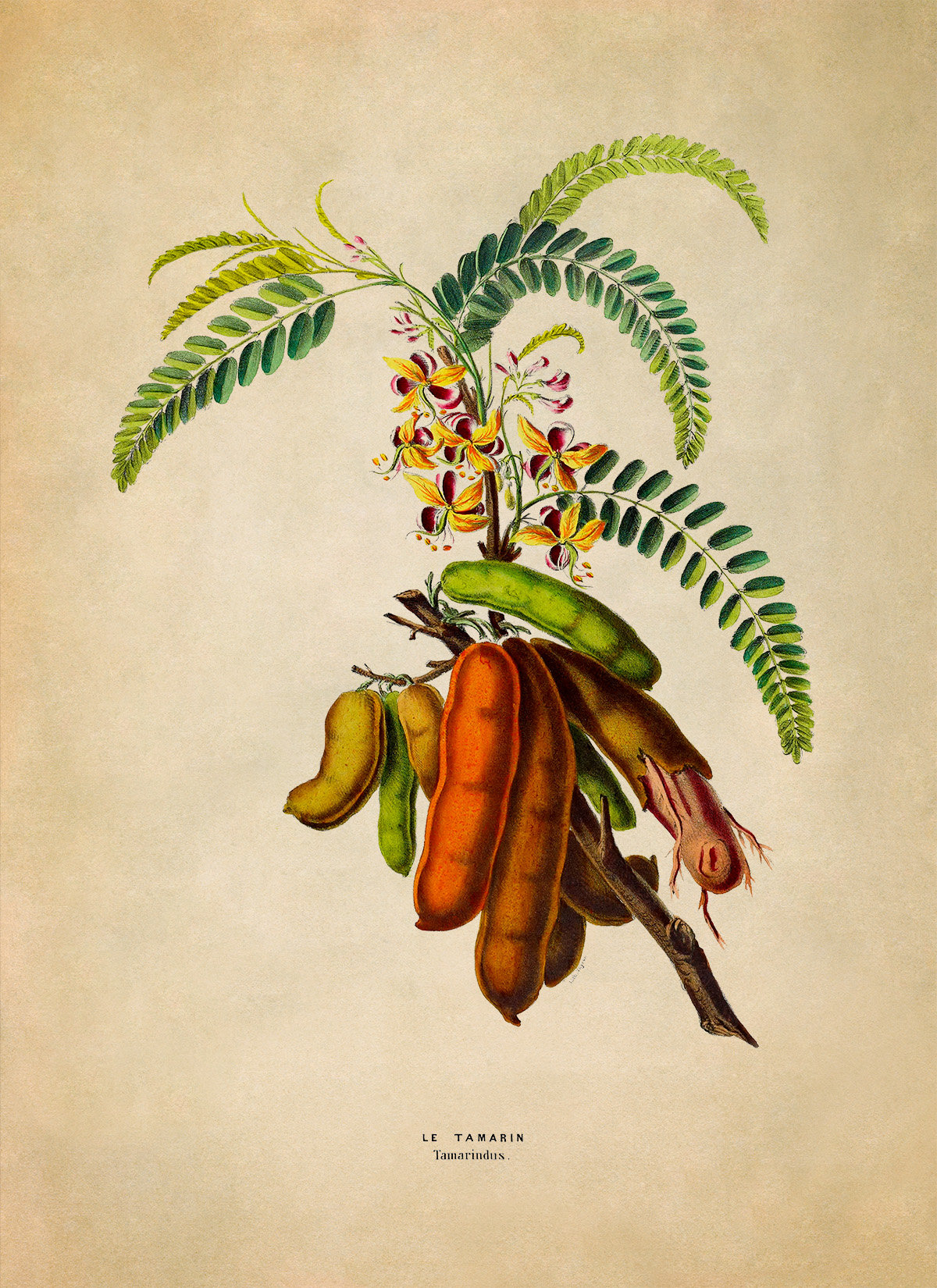 Tamarind Tree Drawing