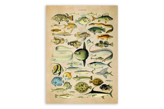 Marine Fish Chart