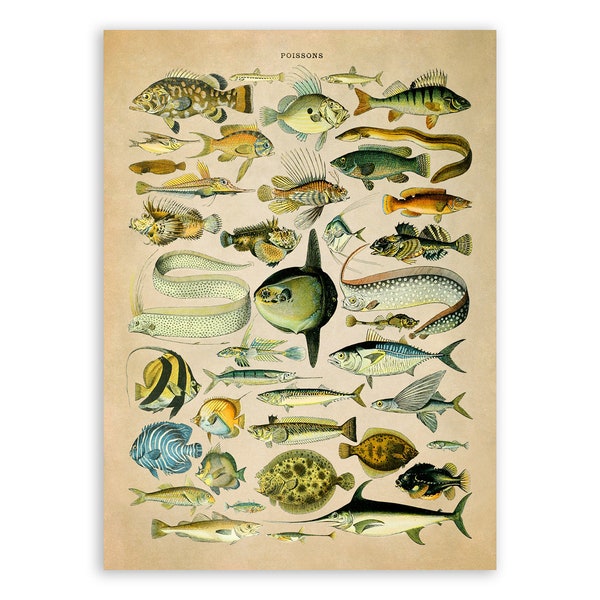 Vintage Fish Poster - Etsy