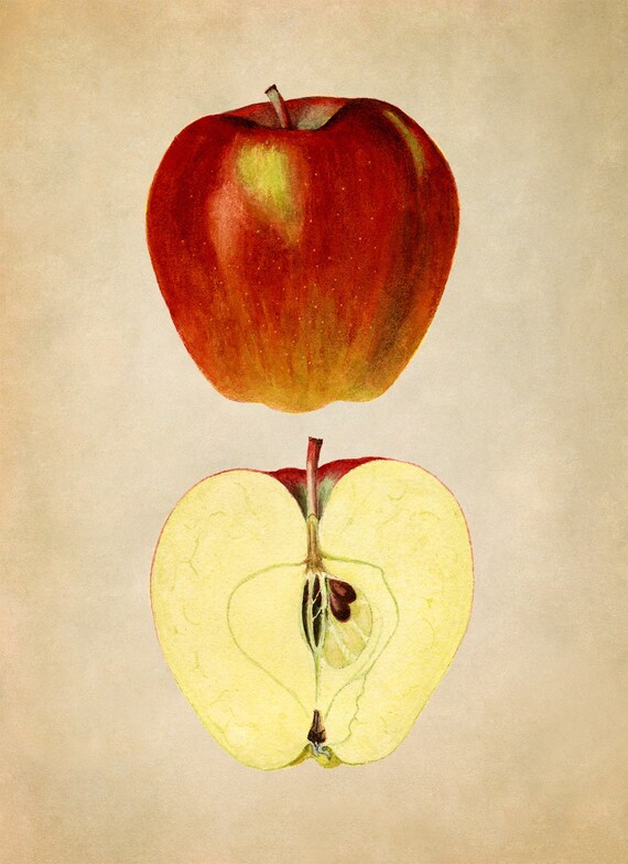 Vintage Apple Illustration
