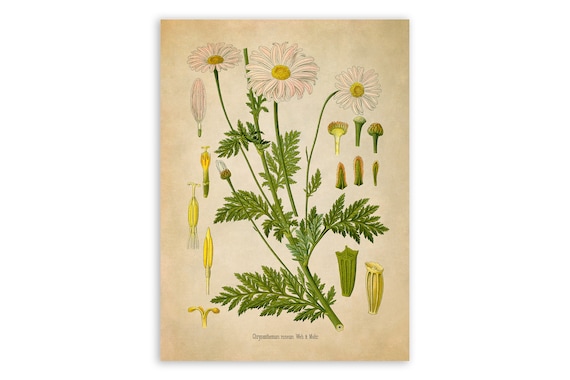 Daisy Botanical Illustration