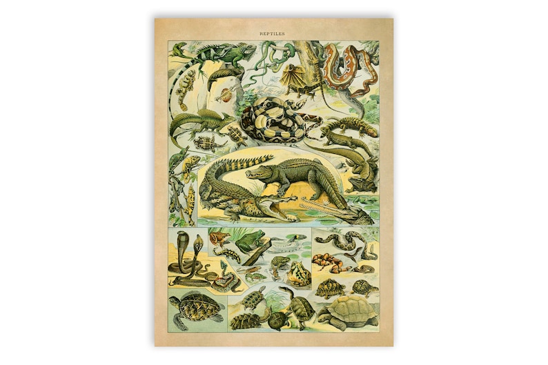 Vintage Reptiles Chart Poster: Adolphe Millot Illustration, AM40 - Etsy