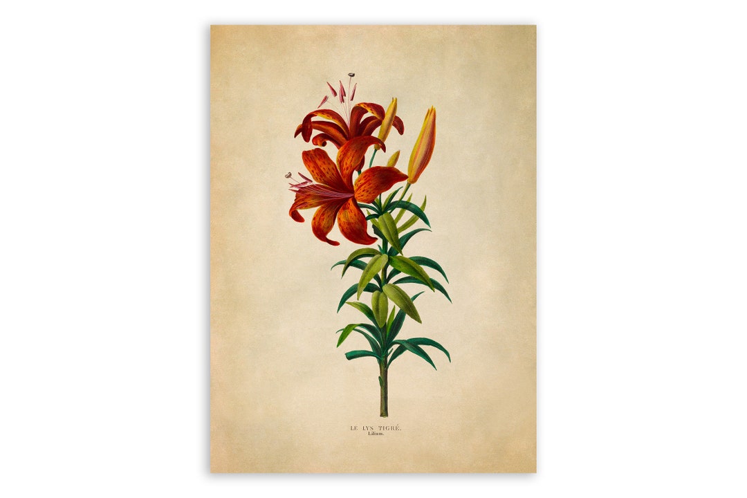 Tiger Lily Flower Print, Vintage Style Botanical Illustration, Premium ...