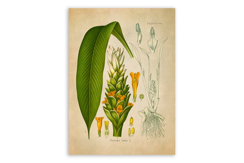 Turmeric Plant Print Medicinal Plants Botanical Illustration - Etsy