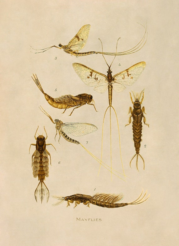 Mayfly Drawing