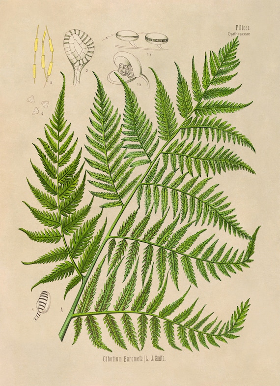 Fern Plant Drawing