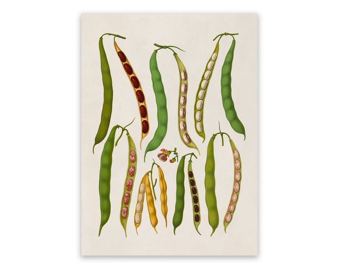 Green Bean Poster Art Print, Kitchen Fruit Decor for Kitchen Dining ...