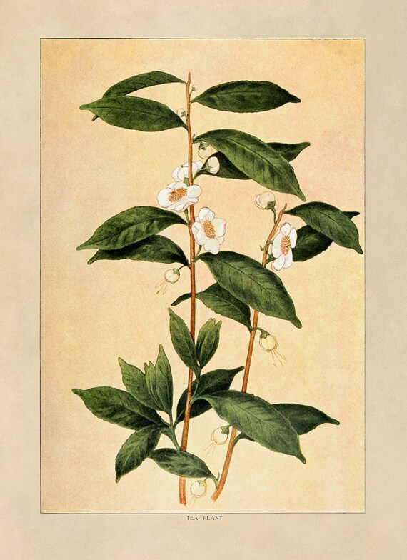 Tea Plant Illustration
