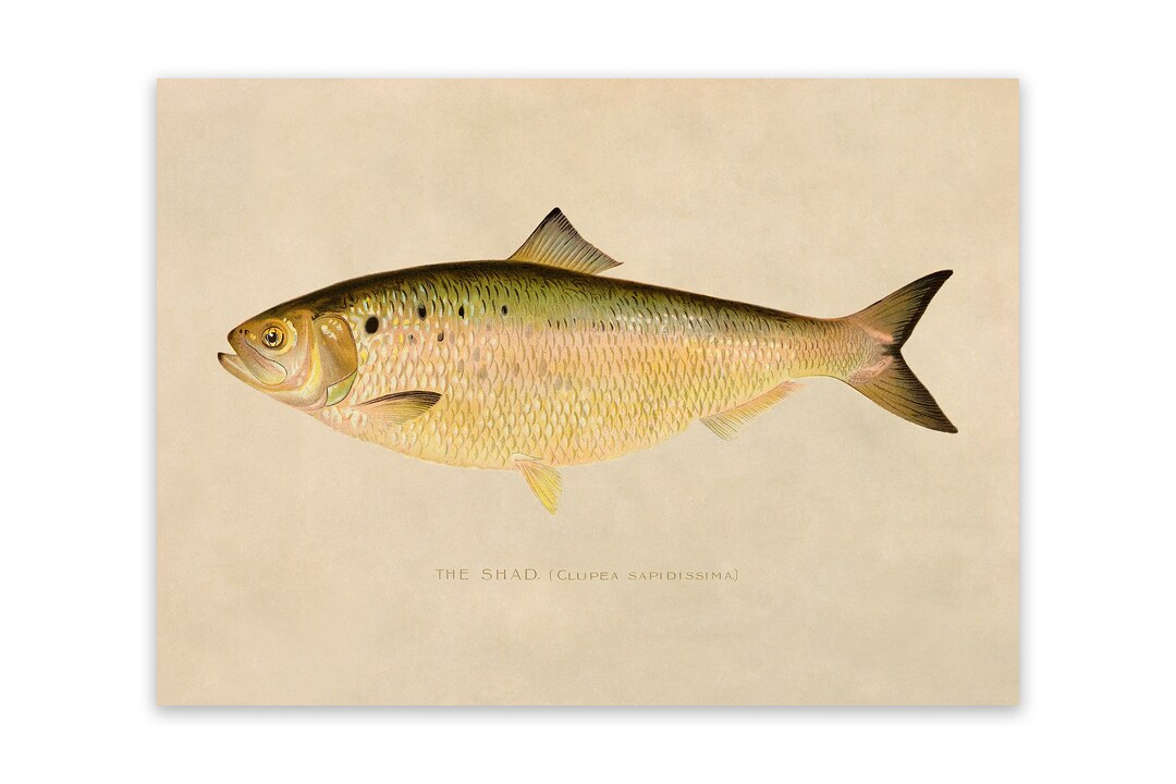 American Shad Fish Print, Angler Wildlife Home Decor, Vintage Style ...