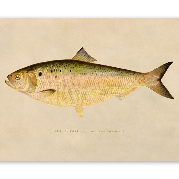 Shad Print - Etsy