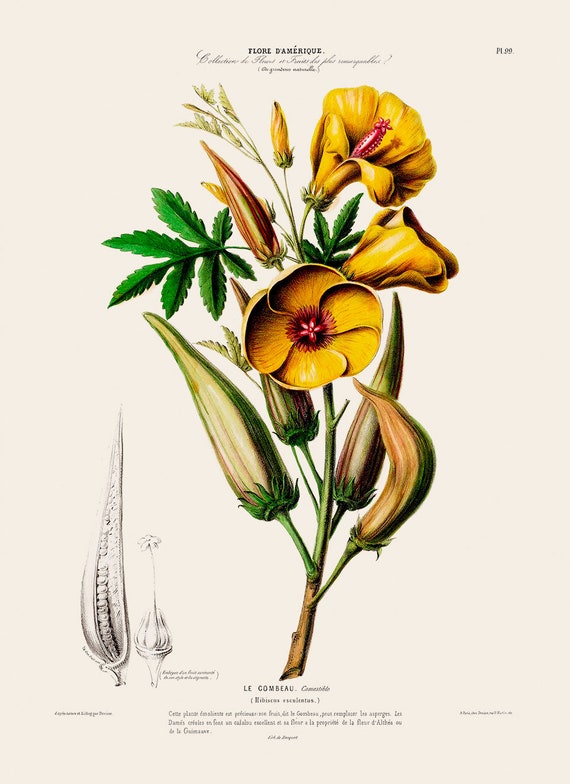 Okra Plant Drawing