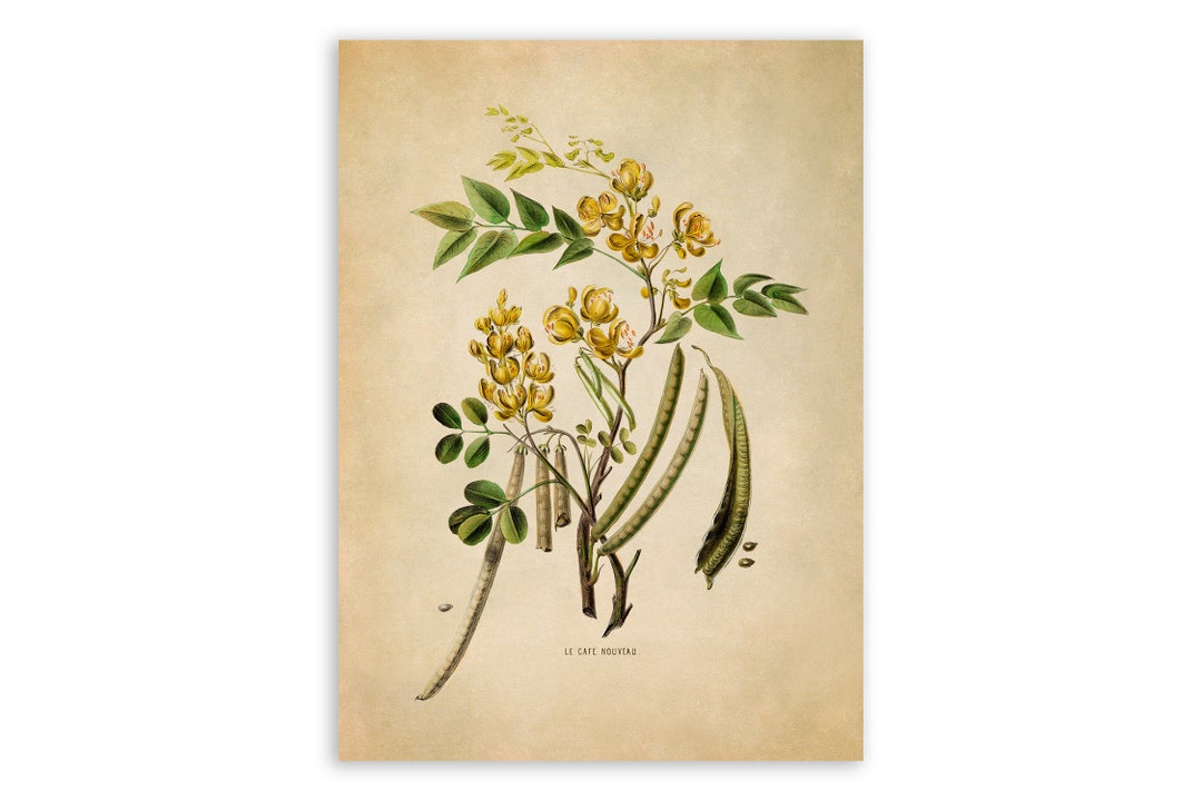 Senna Plant Print, Vintage Style Botanical Illustration, Premium ...