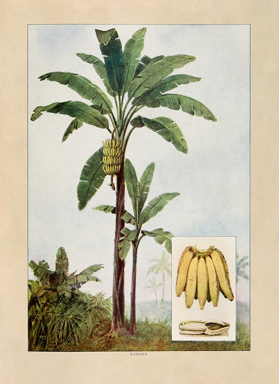 Pictures Of Banana Tree
