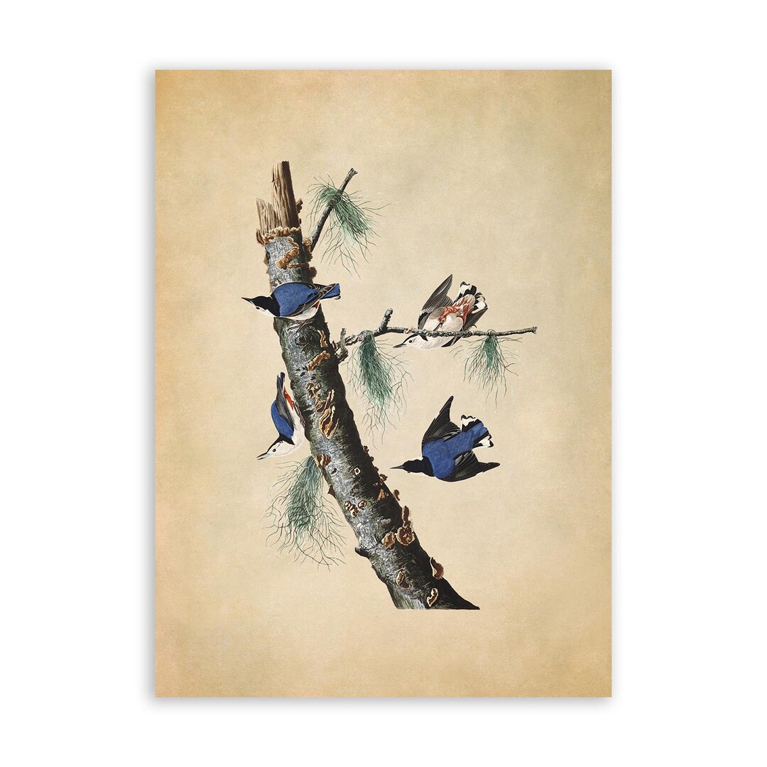 White Breasted Nuthatch Bird Print, Vintage Style Audubon Poster, Birds ...