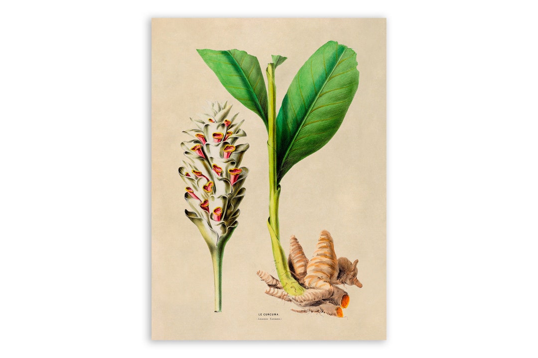 Turmeric Plant Print, Vintage Style Botanical Illustration, Premium ...