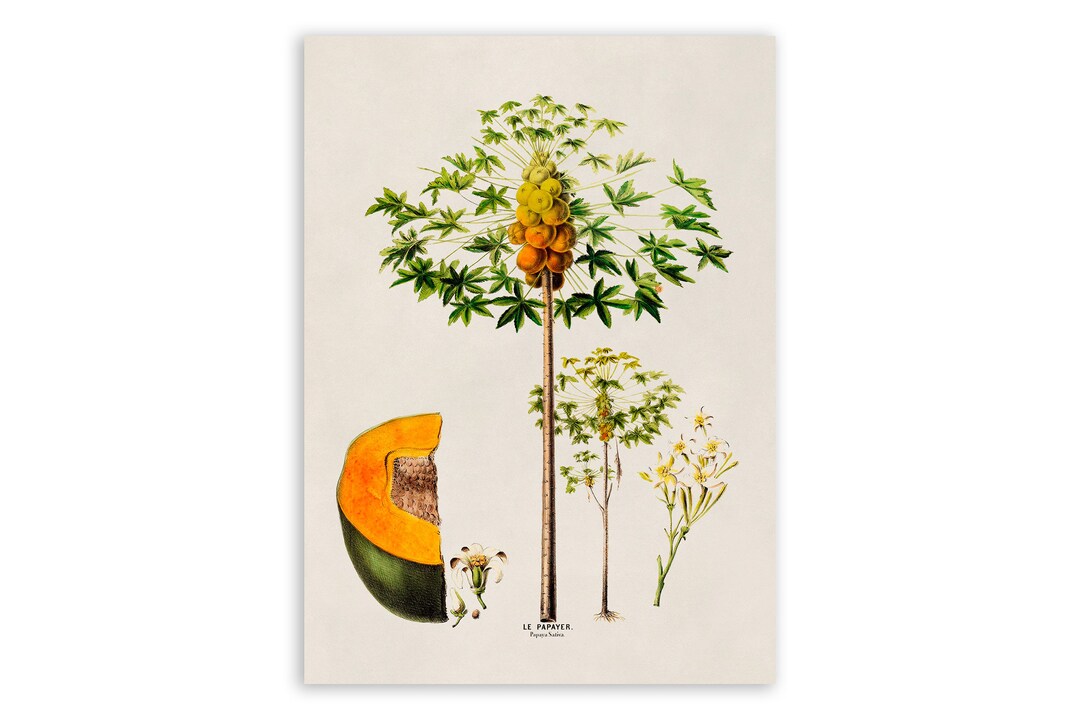 Papaya Fruit Tree Print, Vintage Style Botanical Illustration, Premium ...