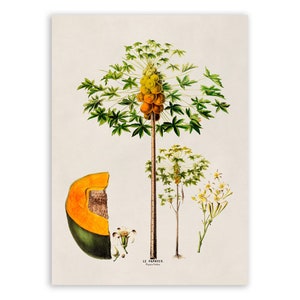 Papaya Fruit Tree Print, Vintage Style Botanical Illustration, Premium ...