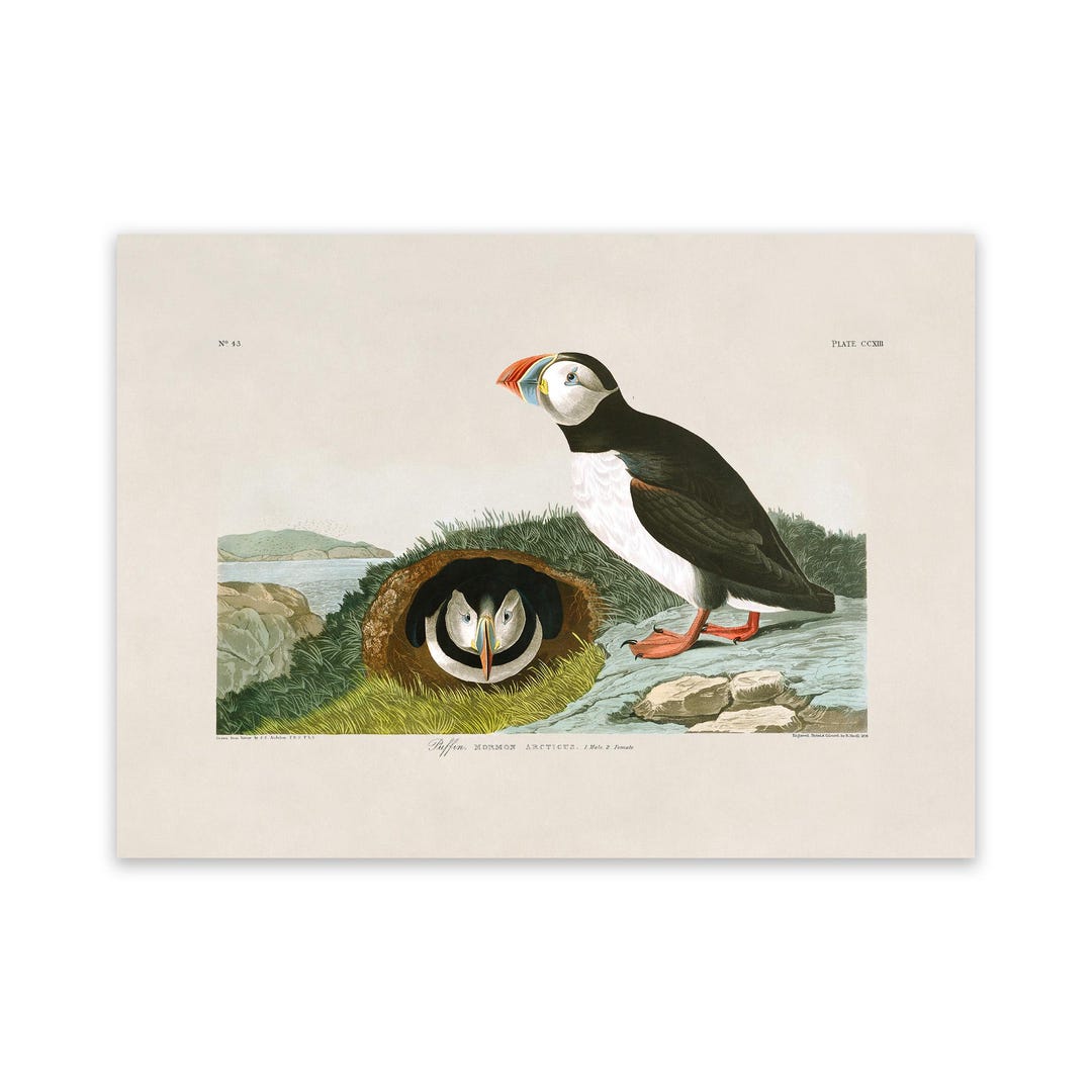 Atlantic Puffin Bird Print, Vintage Style Audubon Coastal Seabird ...