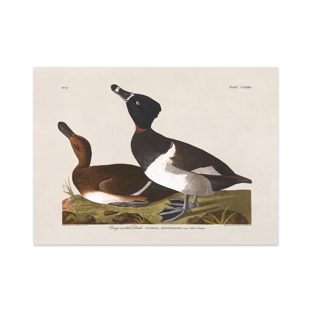 Ring Necked Duck Print, Vintage Style Audubon Waterfowl Poster, Birds ...