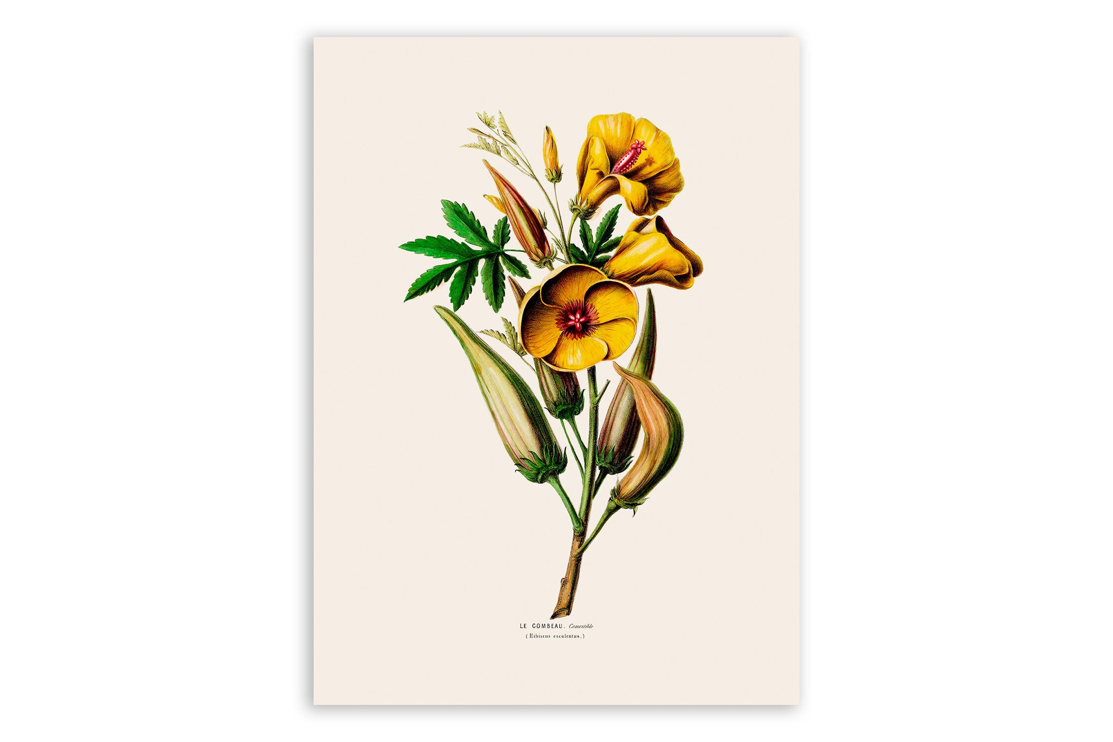 Okra Plant Drawing