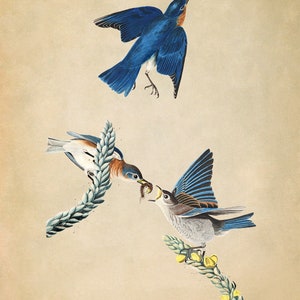 Eastern Bluebird Print, Vintage Style Audubon Poster, Birds of America ...