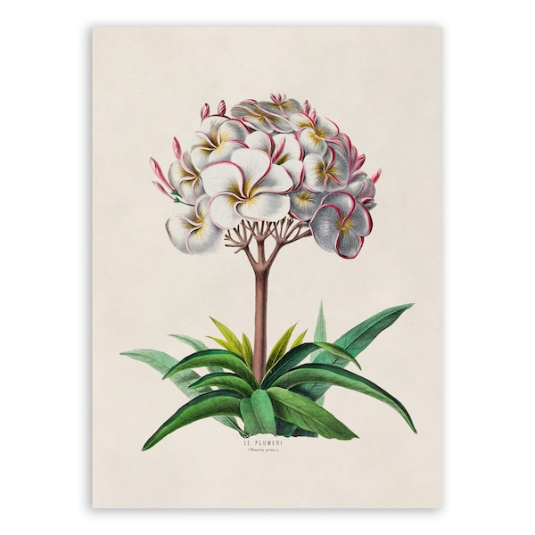 Frangipani - Etsy