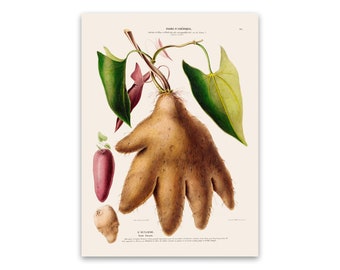 Sweet Potato Poster - Etsy