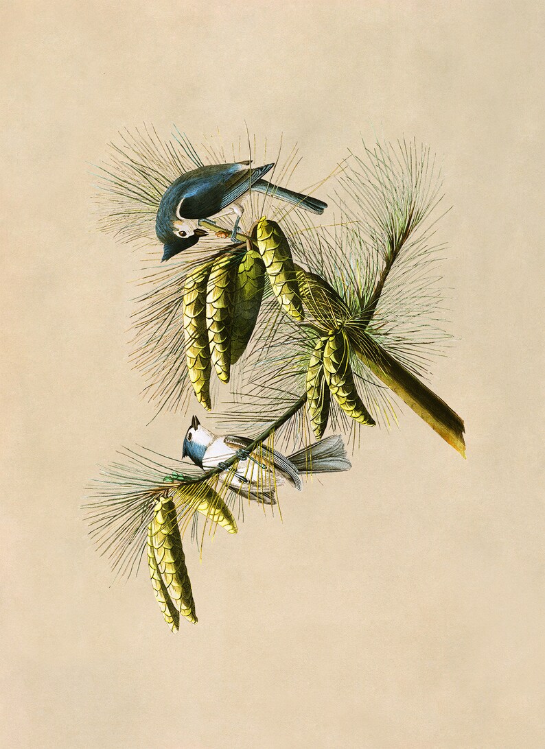 Tufted Titmouse Bird Print, Vintage Style Audubon Poster, Birds of ...