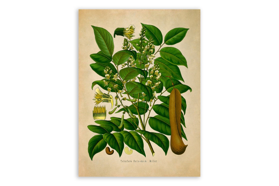 Tolu Balsam Tree Plant Print, Medicinal Plants Botanical Illustration ...