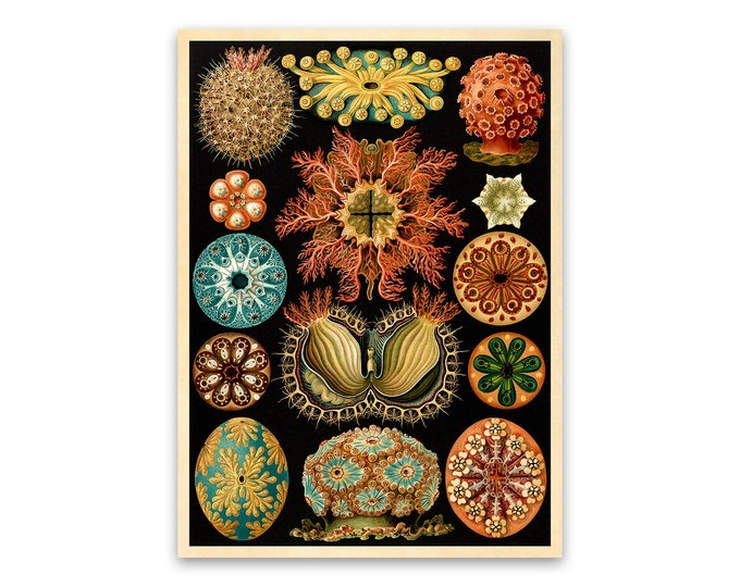 Marine Biology Art Print, Natural History Wall Art, Beach House Decor ...