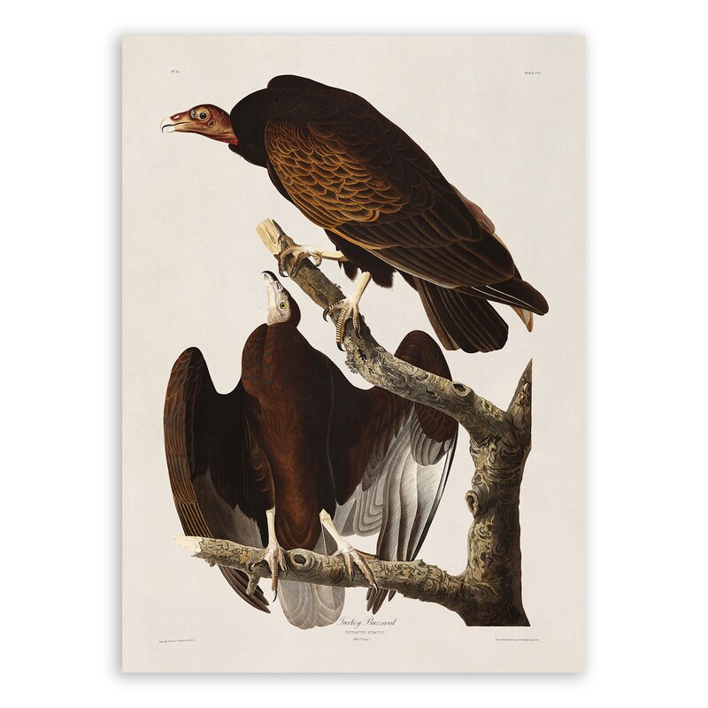 Turkey Vulture Print - Etsy